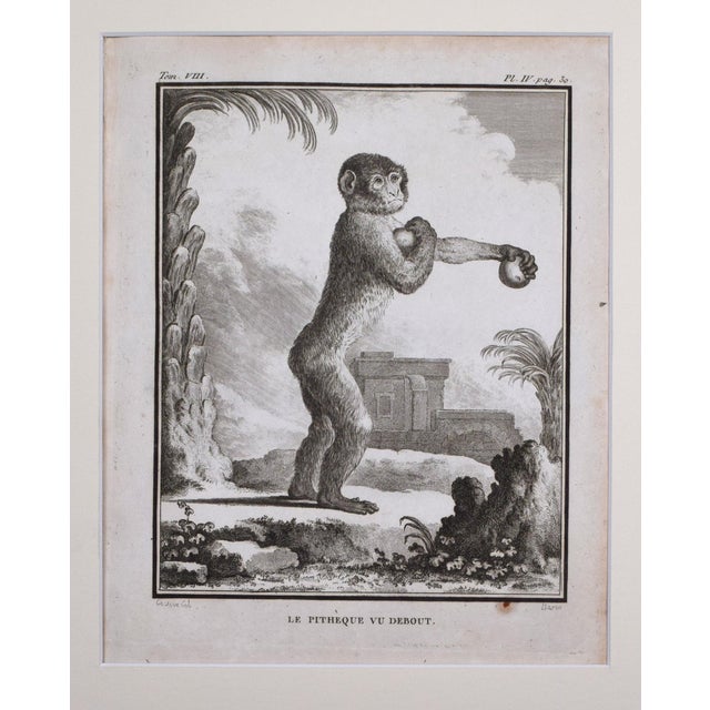 18th Century Original French Monkey Engraving by Buffon 1789 | Chairish