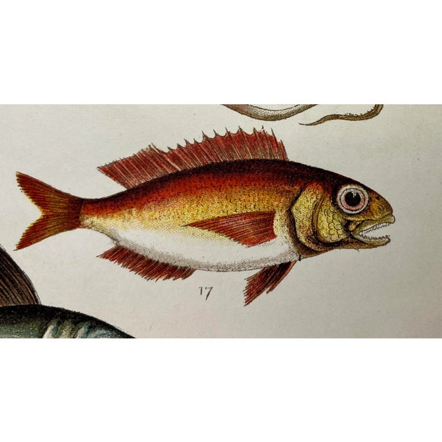 Antique Fish Print From England Featuring a Pandora, Bergylt, Shadow Fish, Swordfish , Hairtail ...