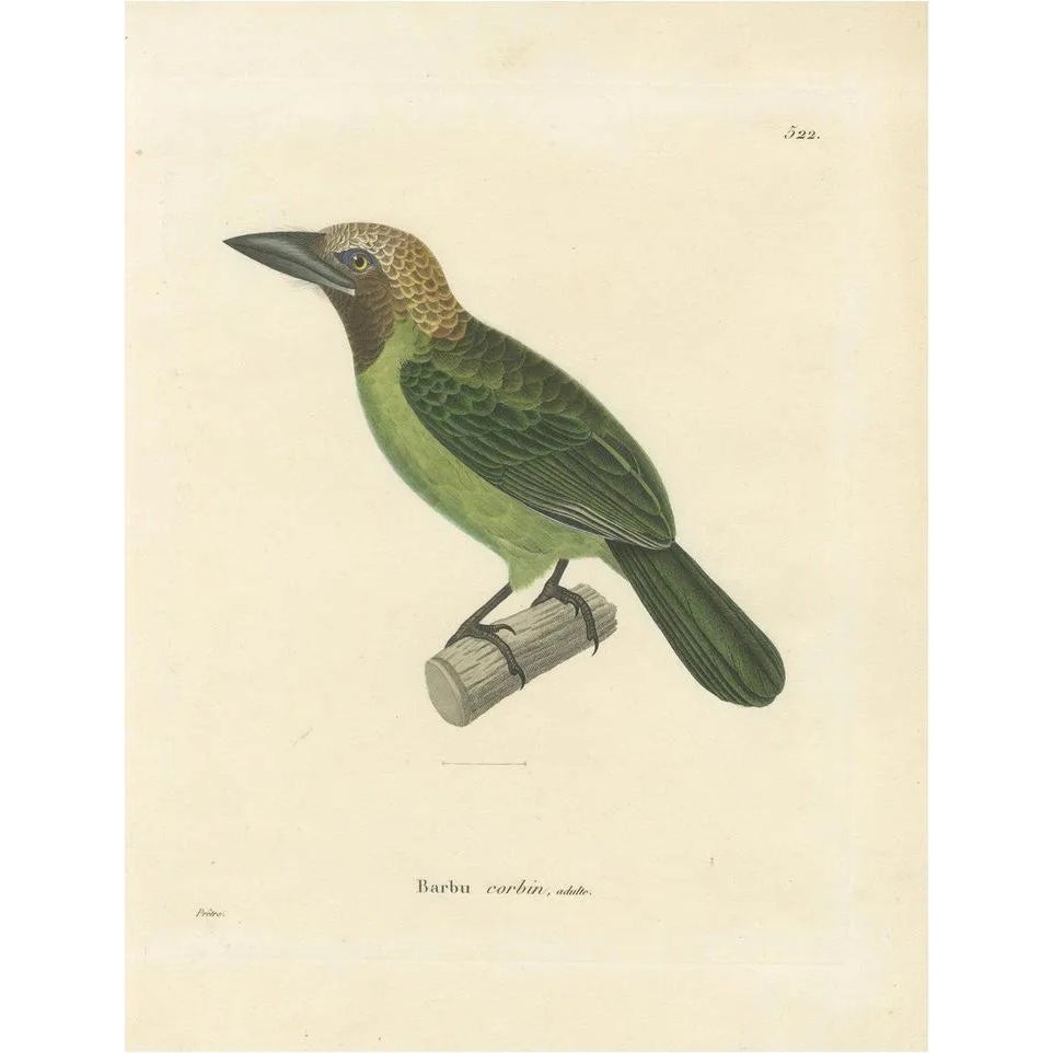 Prêtre, Ornithological Illustration of the Adult Corbin Barbet (Barbu ...