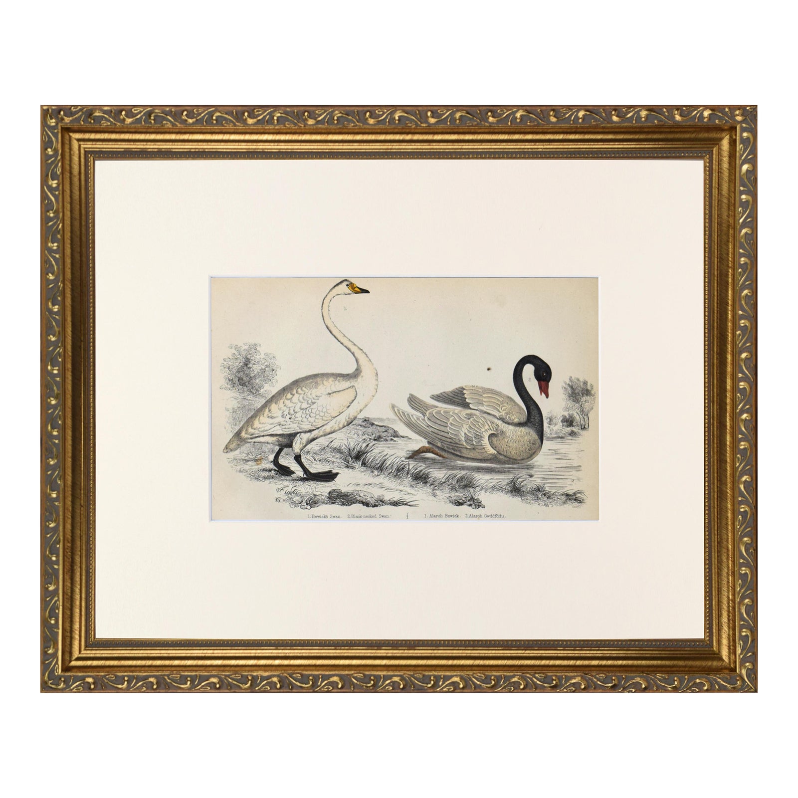 19th Century English Hand Colored Swan Engraving by Goldsmith | Chairish
