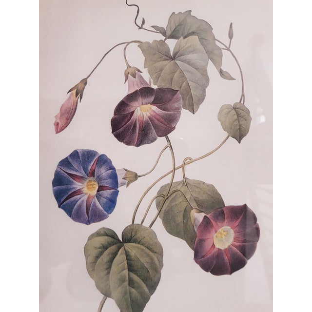 1980s Pierre-Joseph Redouté Floral Print | Chairish