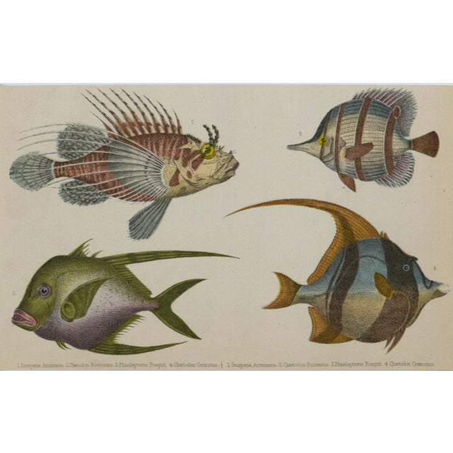 19th Century Antique English Hand Colored Fish Engraving by Goldsmith ...