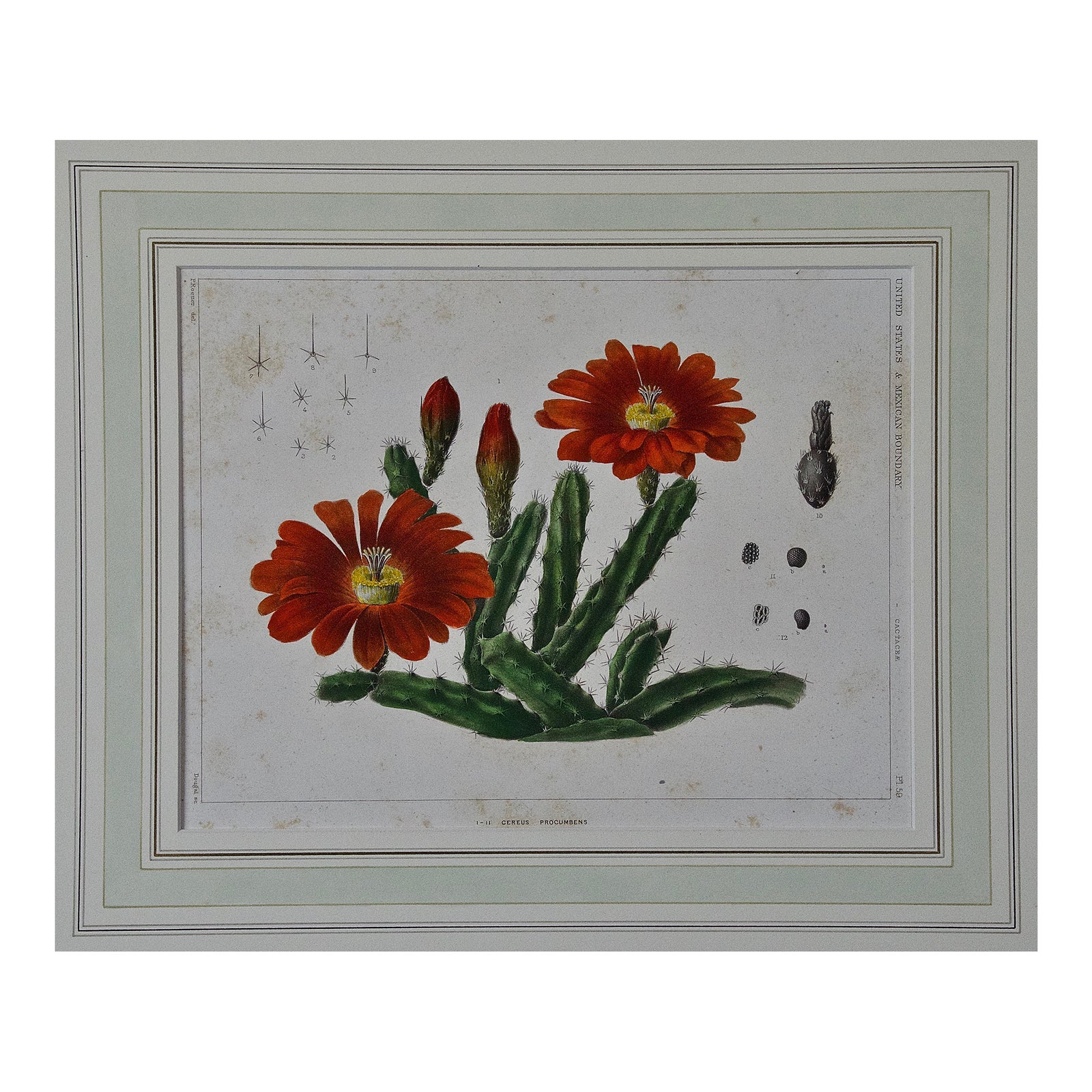 George Englemann Cactus "Cereus Procumbens": A 19th Century Hand ...