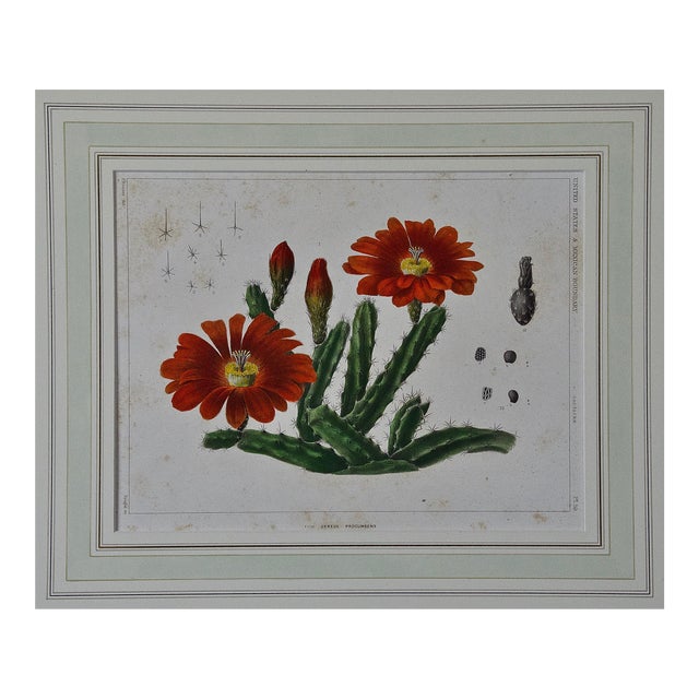 George Englemann Cactus "Cereus Procumbens": A 19th Century Hand ...