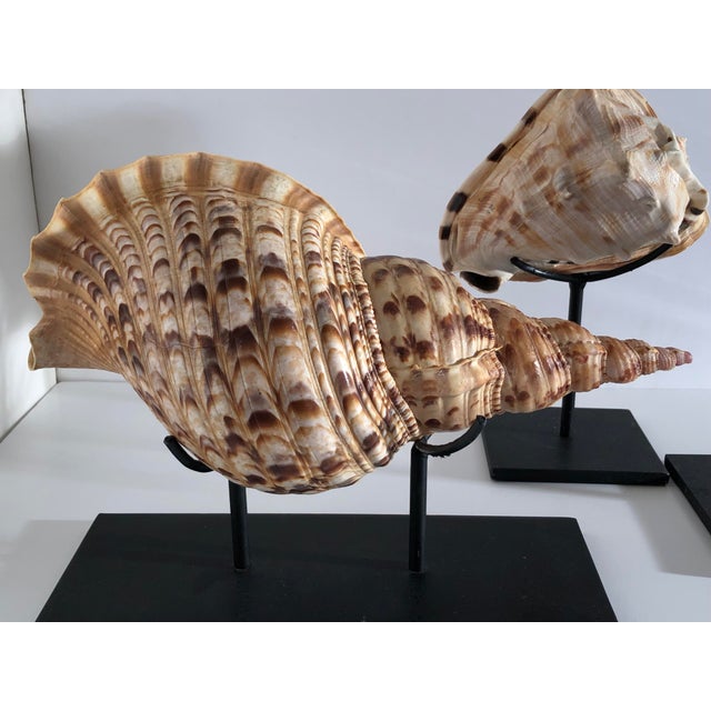 Trio Collection of Large Vintage Seashells on Iron Metal Displays ...