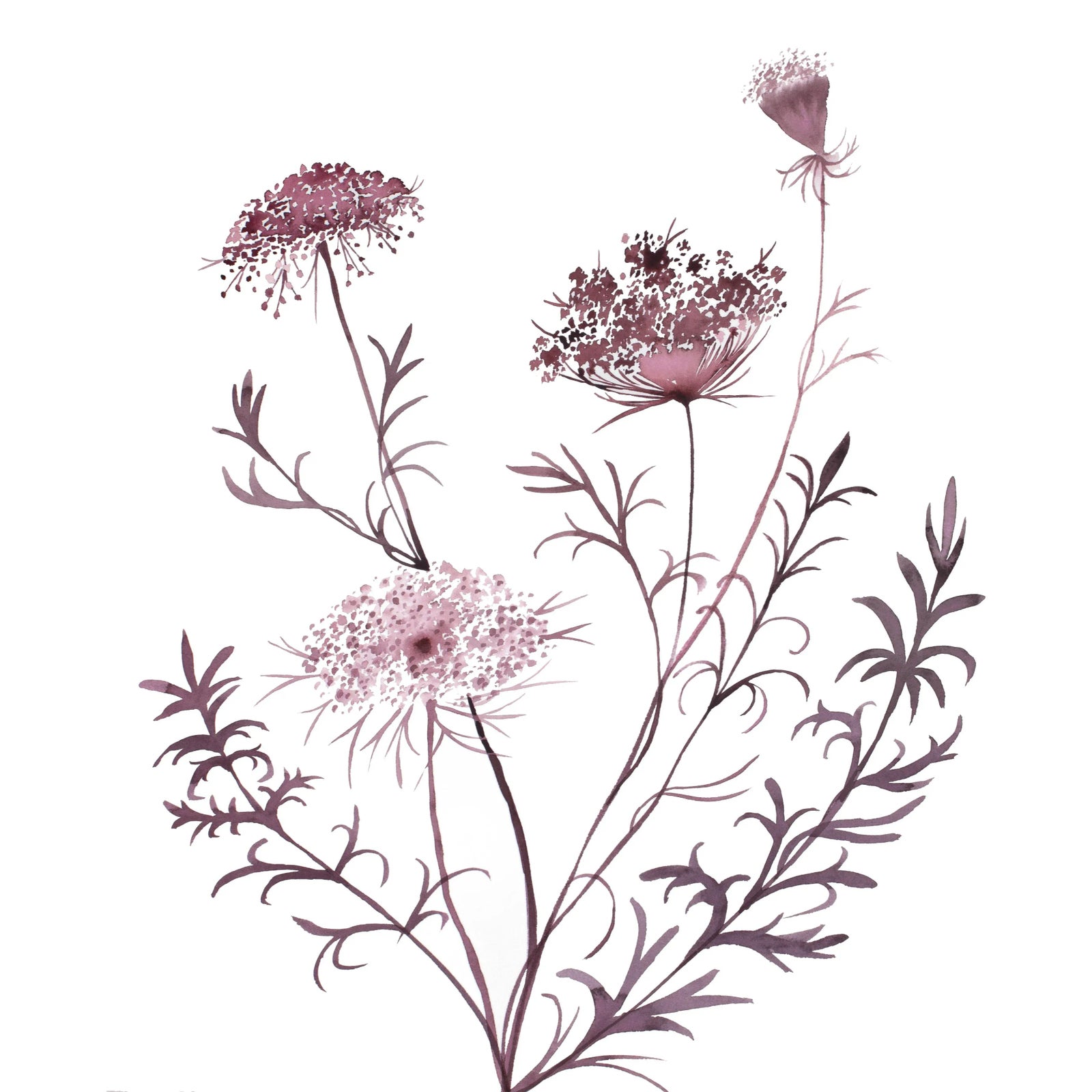 "Queen Anne's Lace No. 20" Contemporary Original Botanical Flowers ...