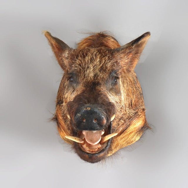 Antique Taxidermy Boar’s Head Mount C1920 | Chairish
