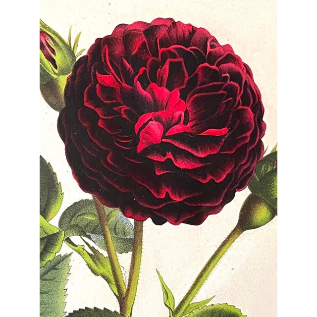 Original Antique French Floral Botanical the Roses of Provence by Van ...