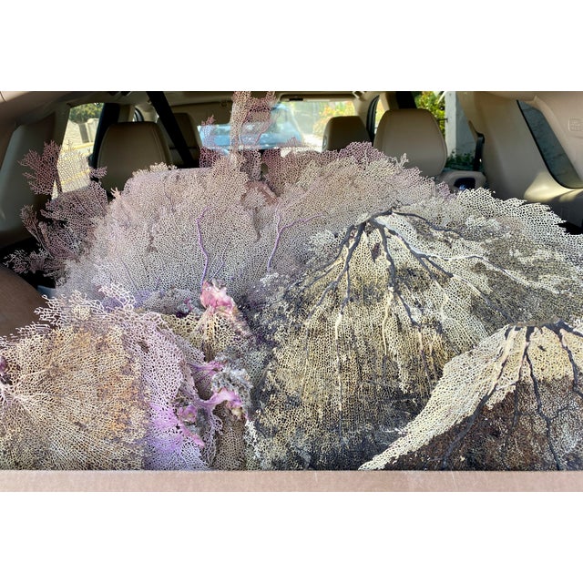 Giant Natural Caribbean Sea Fan | Chairish