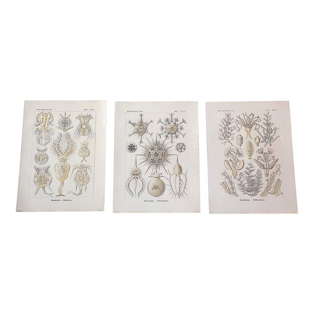 Antique 19th Century Ernst Haeckel Sea Creature Lithographs - Set of 3 ...