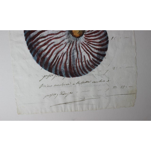 Hand Painted Nautilus Shell on Parchment | Chairish