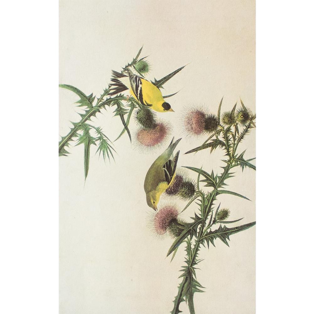1966 Vintage Farmhouse Cottage Print "American Goldfinch" After John ...