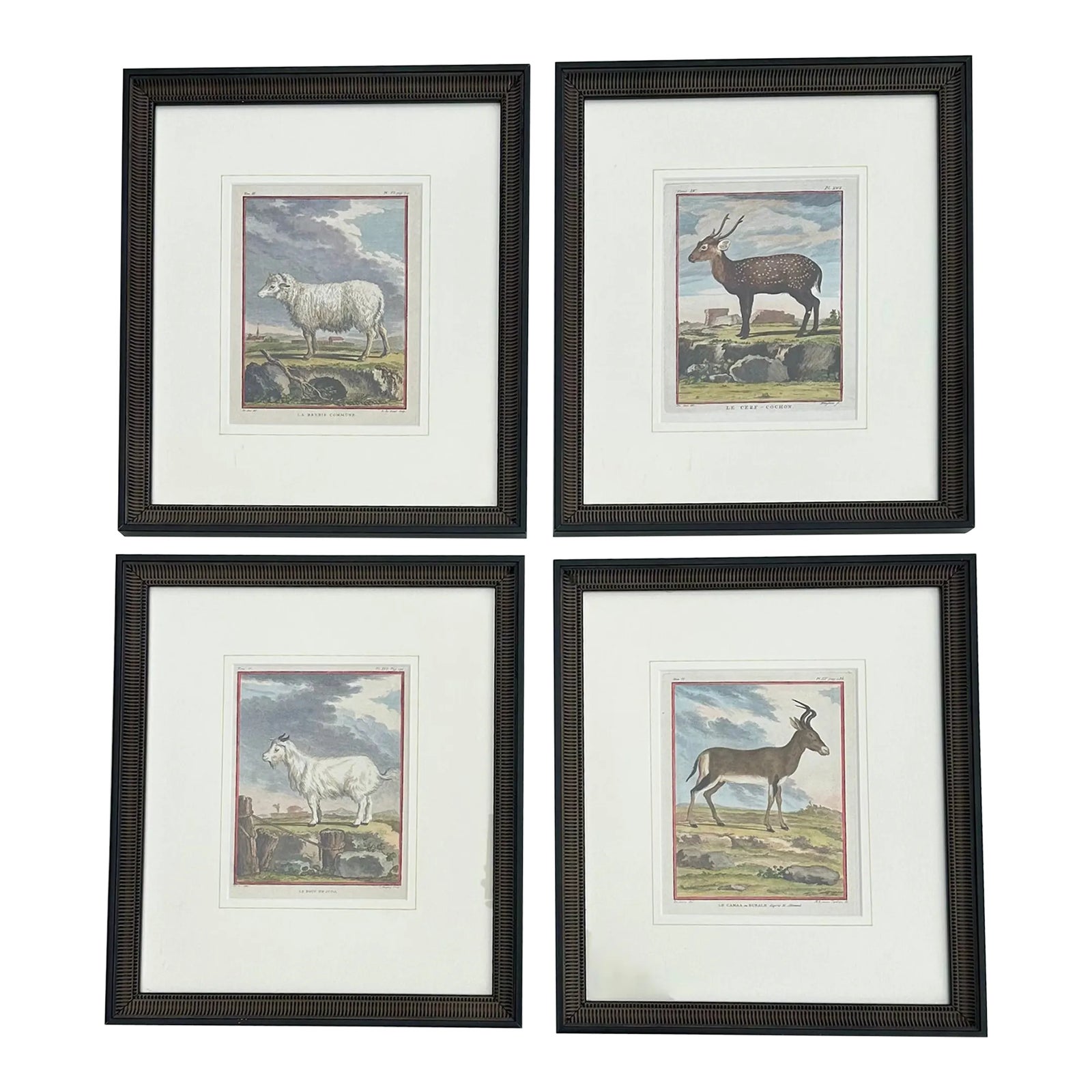 Buffon Animals, Set of 4 Original Engravings, 1755 (Framed) | Chairish