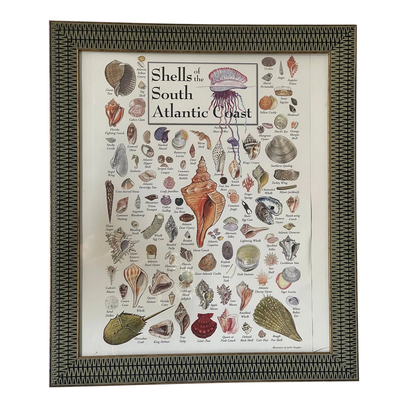 Vintage Atlantic South Coast Sea Shells Poster Gramed | Chairish