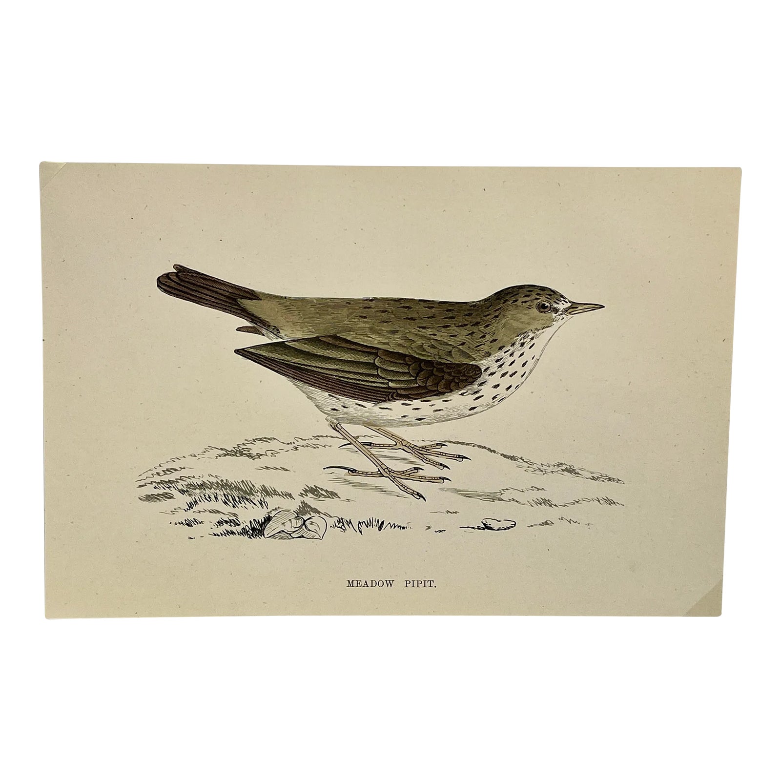 Antique Bird Print From England Showcasing an Adorable Meadow Pip ...