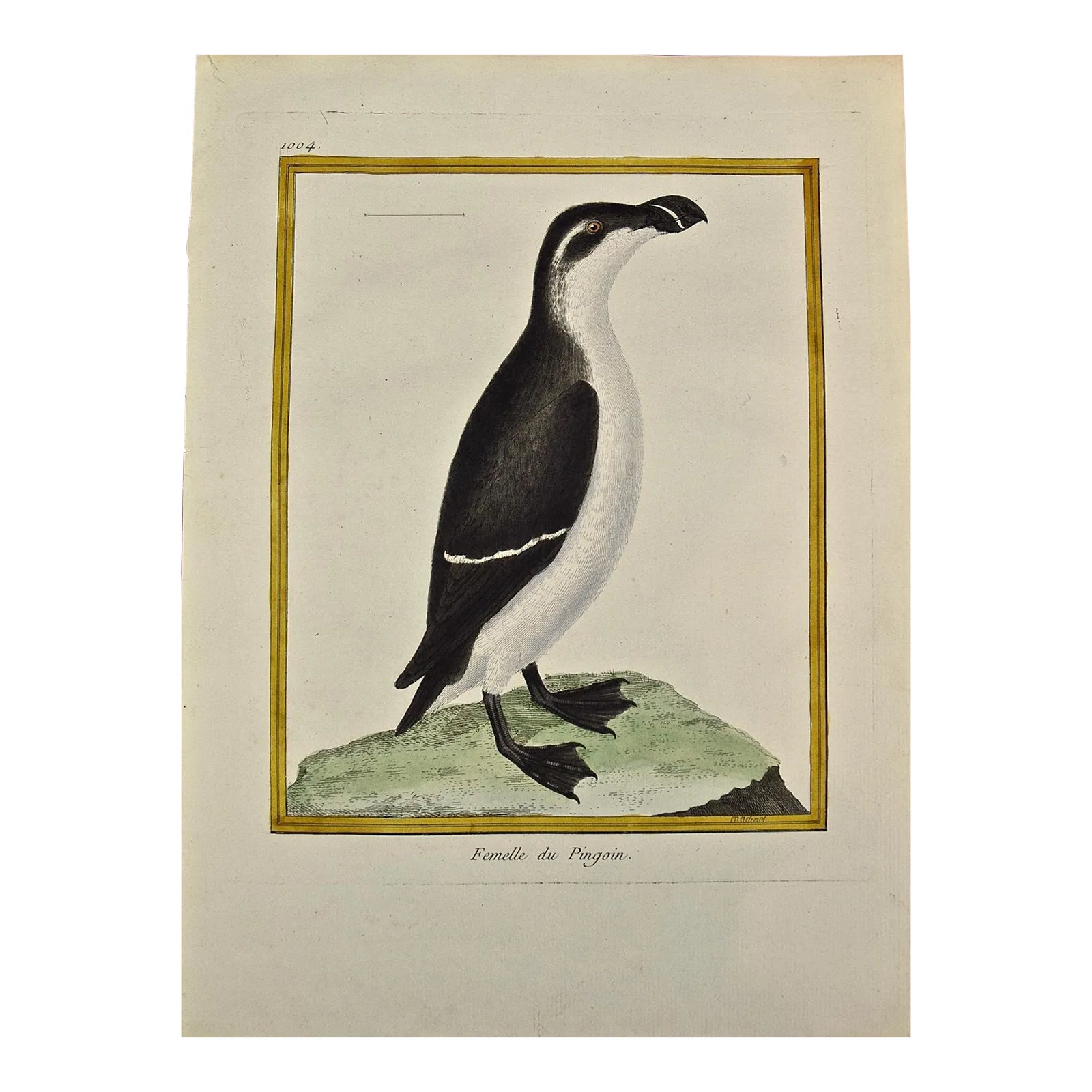 A Female Penguin: An 18th Century Hand-Colored Engraving by Martinet ...