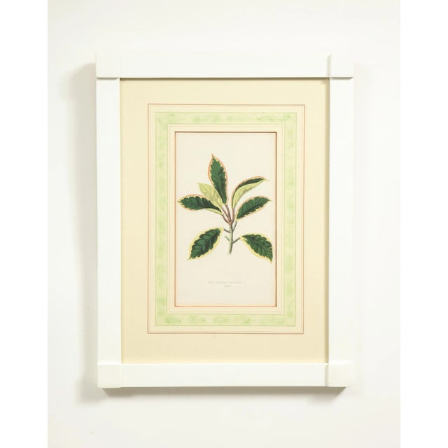 Edward Joseph Lowe Botanical Prints 1861- Set of 6 | Chairish