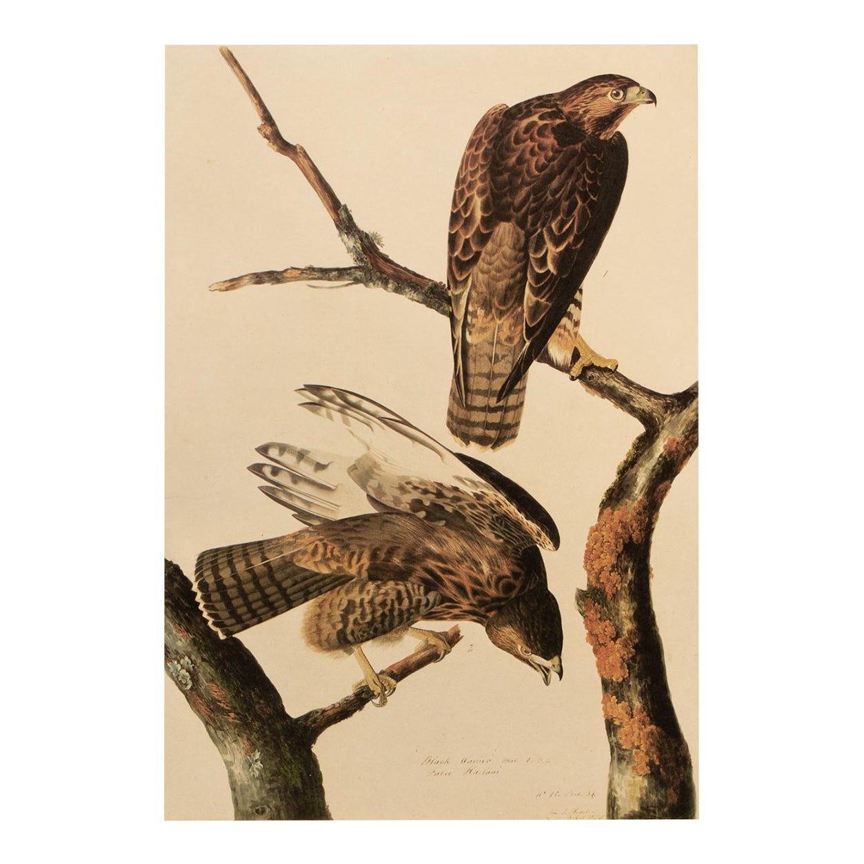 1966 Vintage Farmhouse Cottage Print "Harlan's Hawk" After John James ...