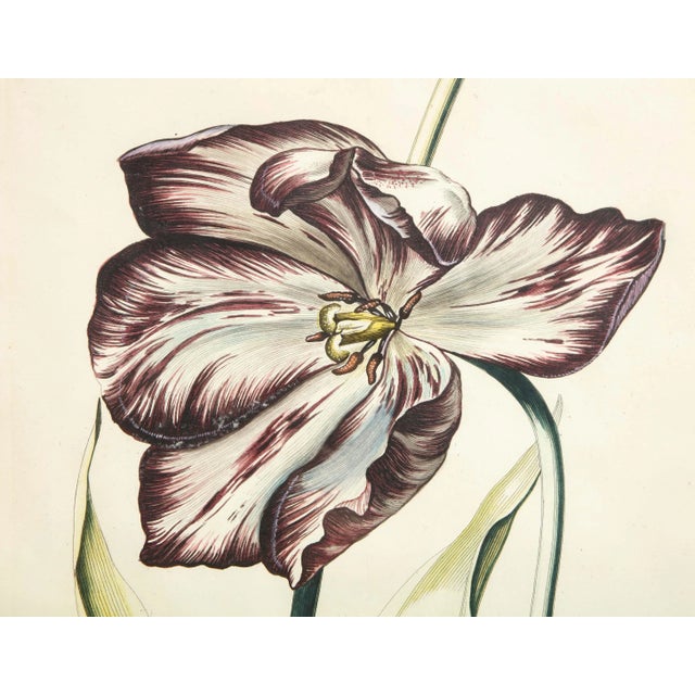 Christoph Jacob Trew "La Nouvelle" Tulip Hand-Colored Engraving 1750 ...