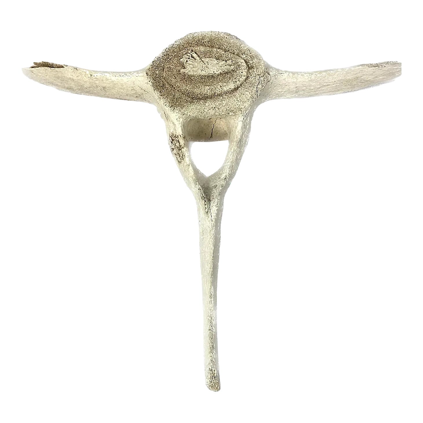 Fossilized Carved Whale Vertebrae #16 | Chairish