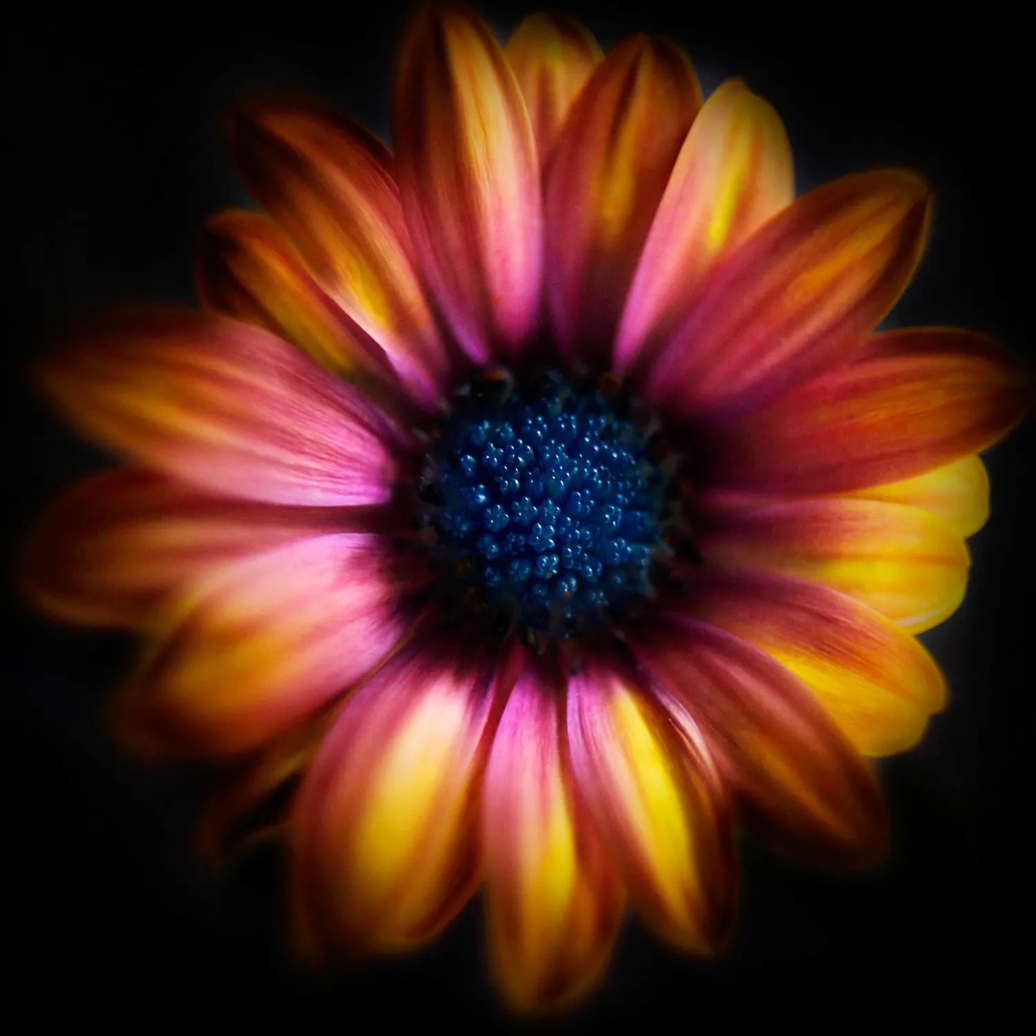 Contemporary Color Wheel Daisy Photography | Chairish