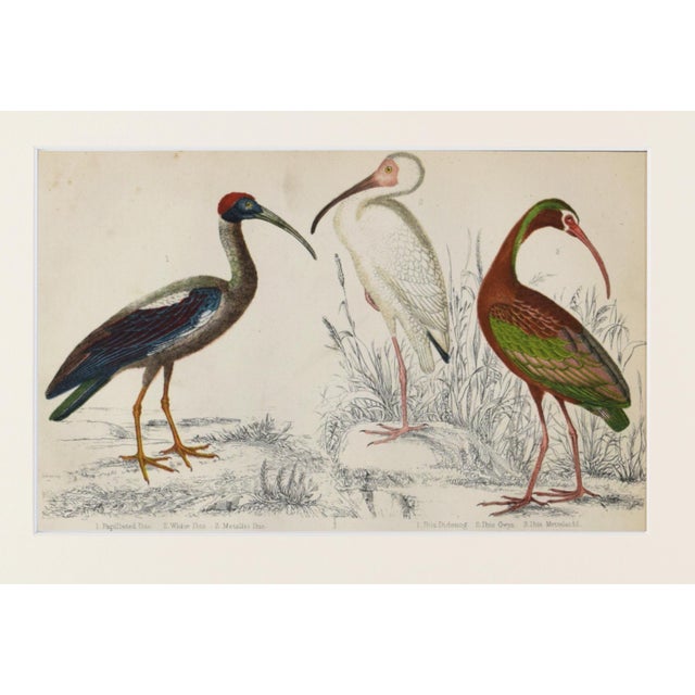 19th Century English Hand Colored Shore Bird Engraving by Goldsmith ...