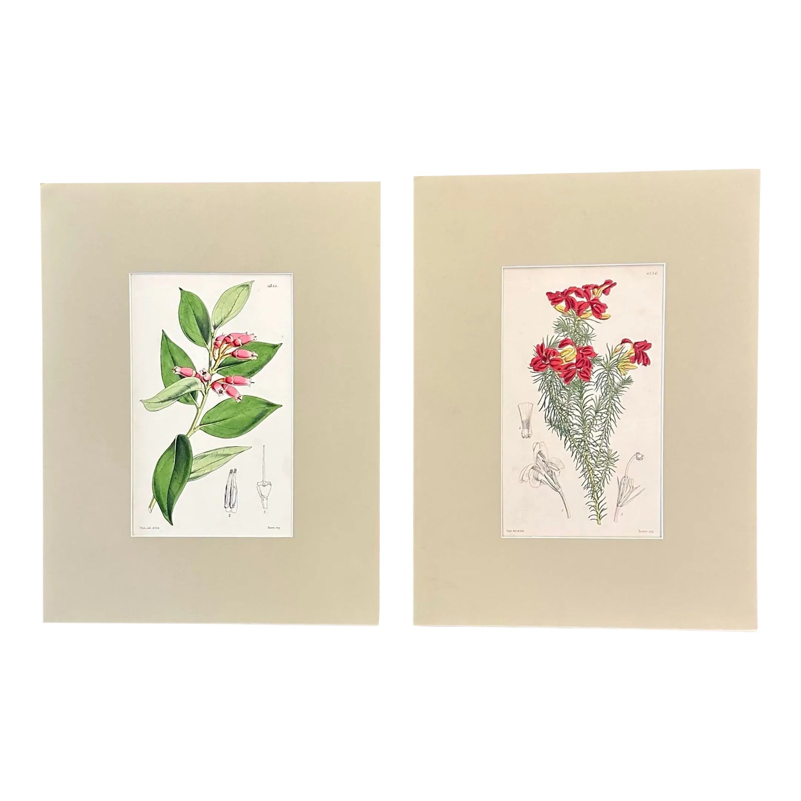 Set of Two 19th Century Hand Colored Lithographs of Red Flowers | Chairish
