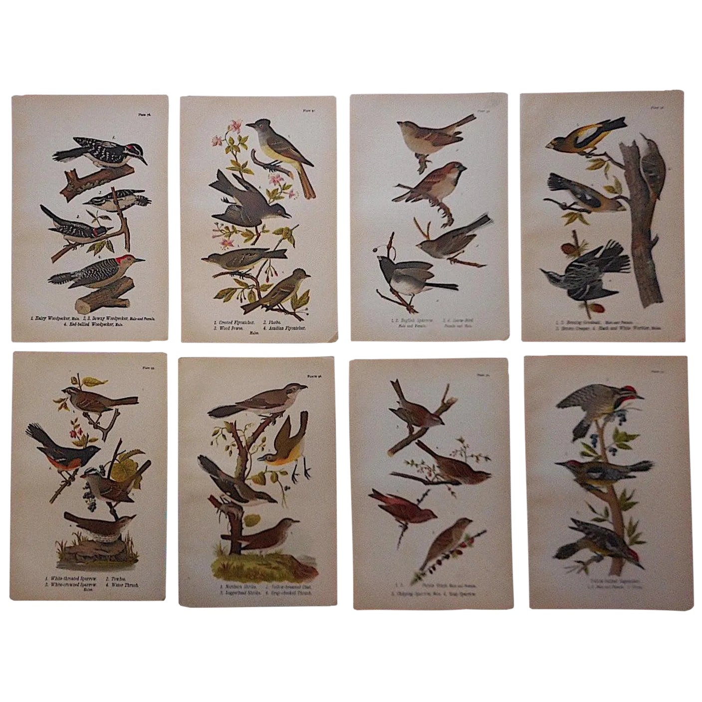Set of 8 Antique Lithographs-American Birds | Chairish