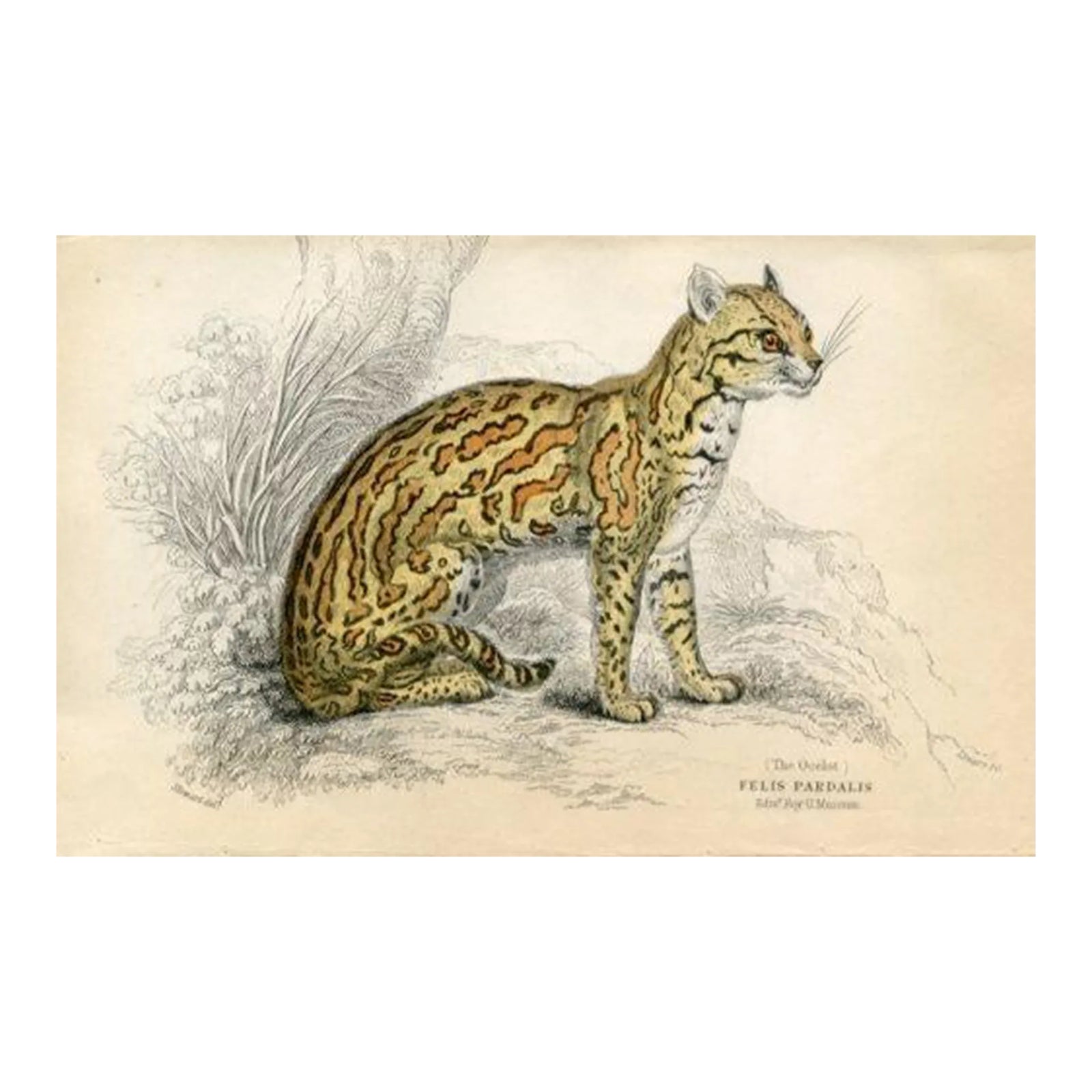 1845, Ocelot Print, Original Antique Cat Print, Engraving, England ...