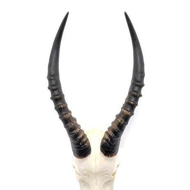 African Blesbok Horn - Full Skull | Chairish