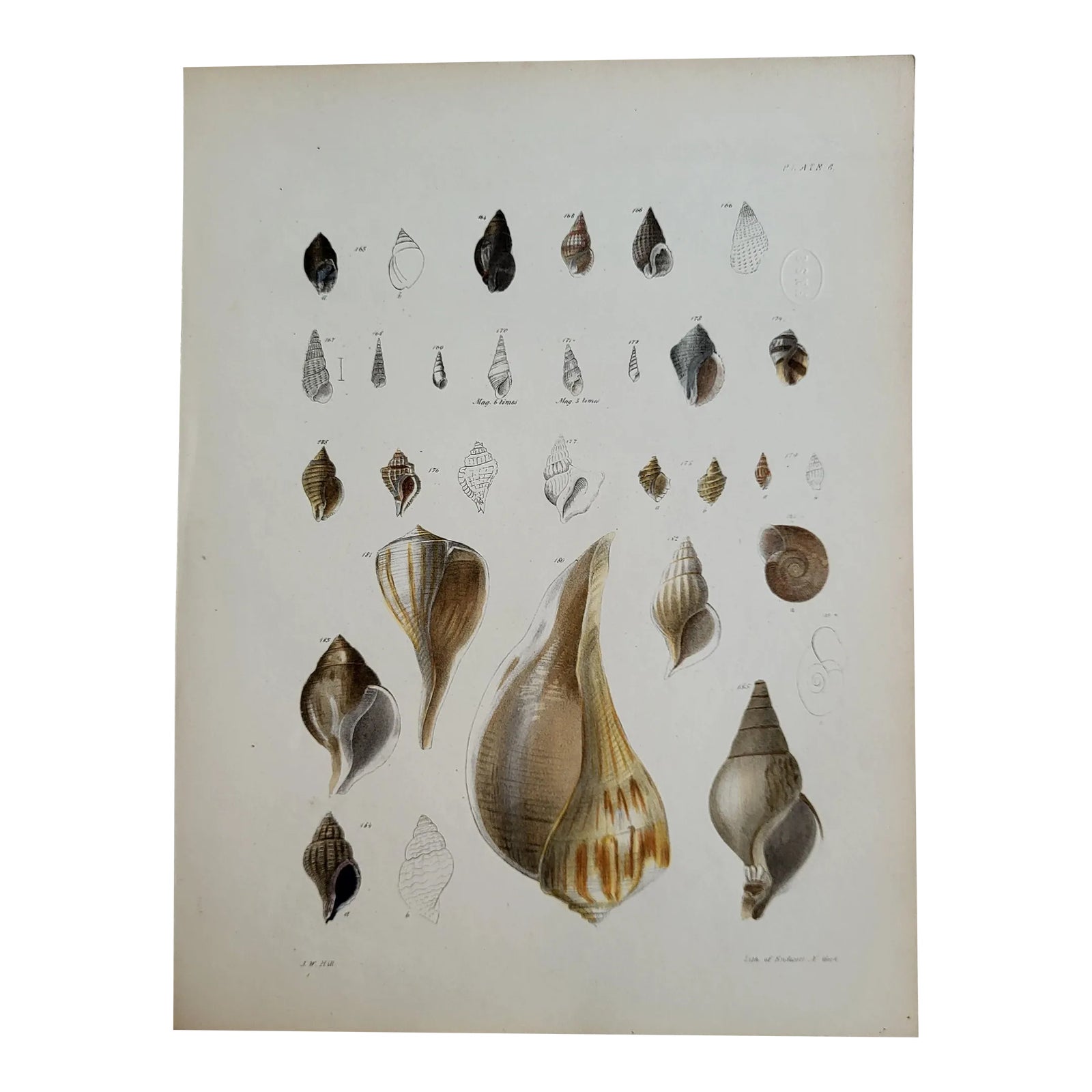 1800s Hand Colored Shell Lithograph, Coastal New York | Chairish