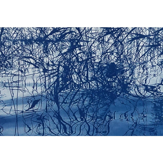 Contemporary Cyanotype on Watercolor Paper, "Mystic Louisiana Marsh ...