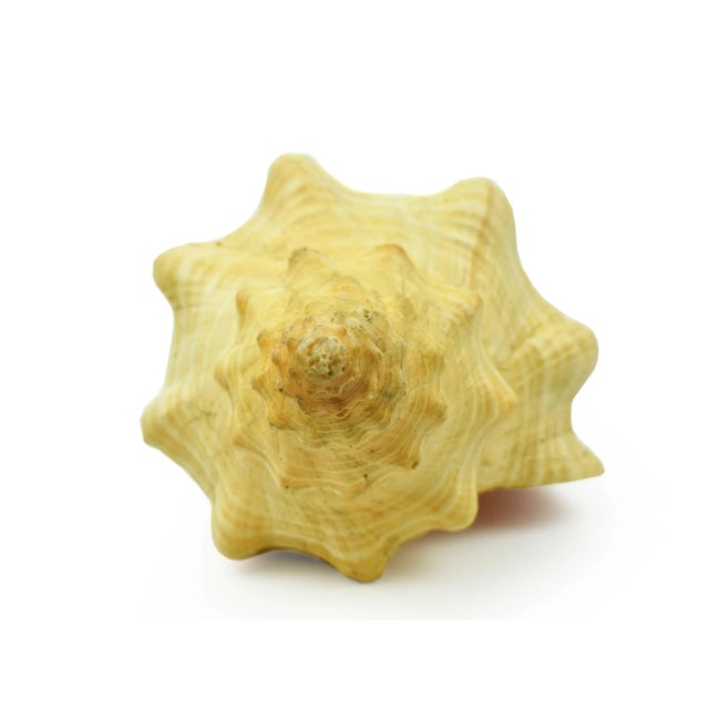 Mid 20th Century Vintage Large Natural Horse Conch Shell Nautical ...