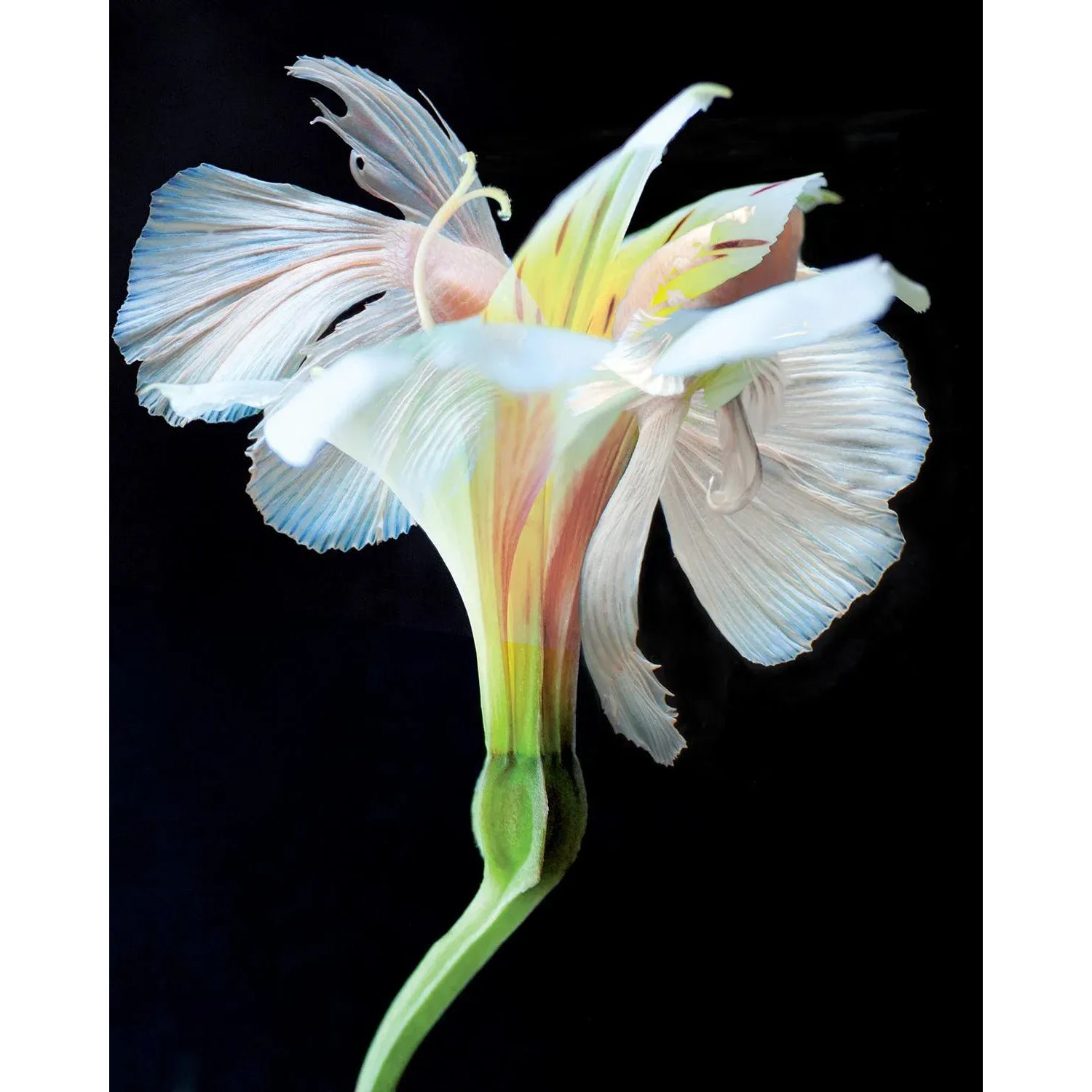 "Kaleidoscope 34" Contemporary Color Photograph of a Lilly with a Betta ...