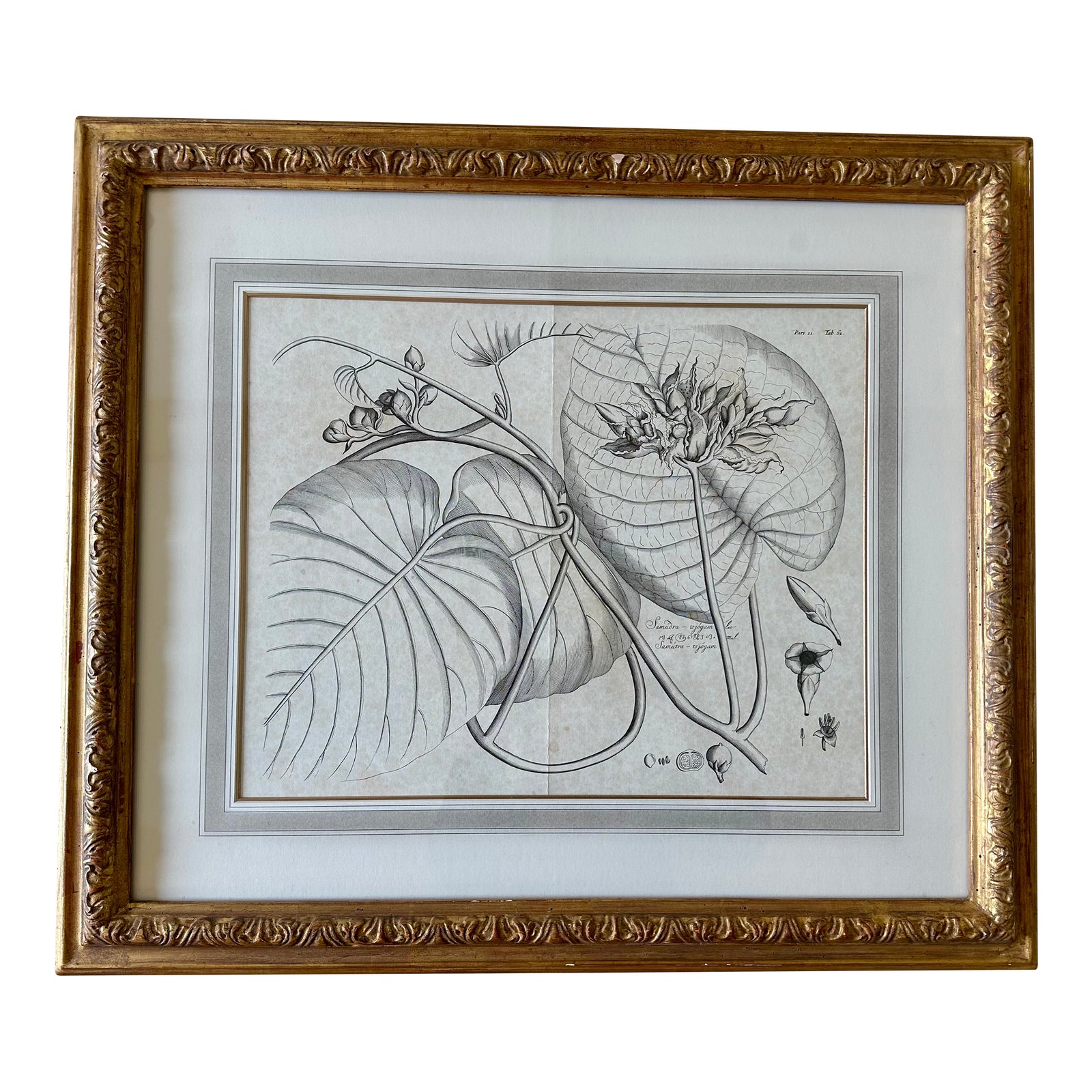 Dennis & Leen Botanical Print With Gilded Frame – DL-Art 42 | Chairish