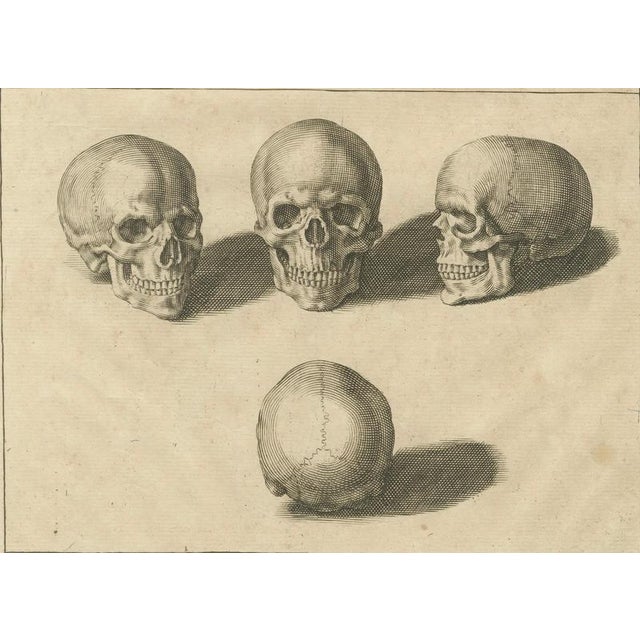 After De Lairesse, Human Skull Anatomy Plate, 1745, Paper | Chairish