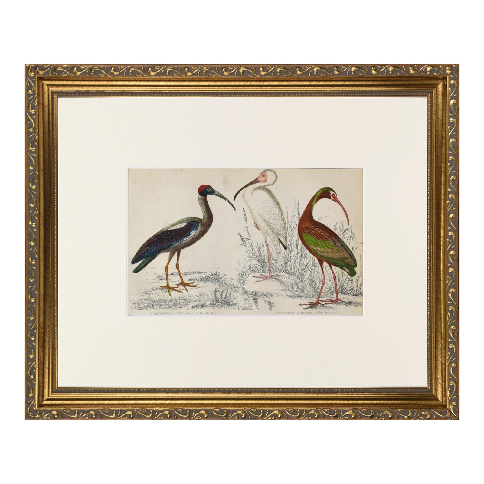 19th Century English Hand Colored Shore Bird Engraving by Goldsmith ...