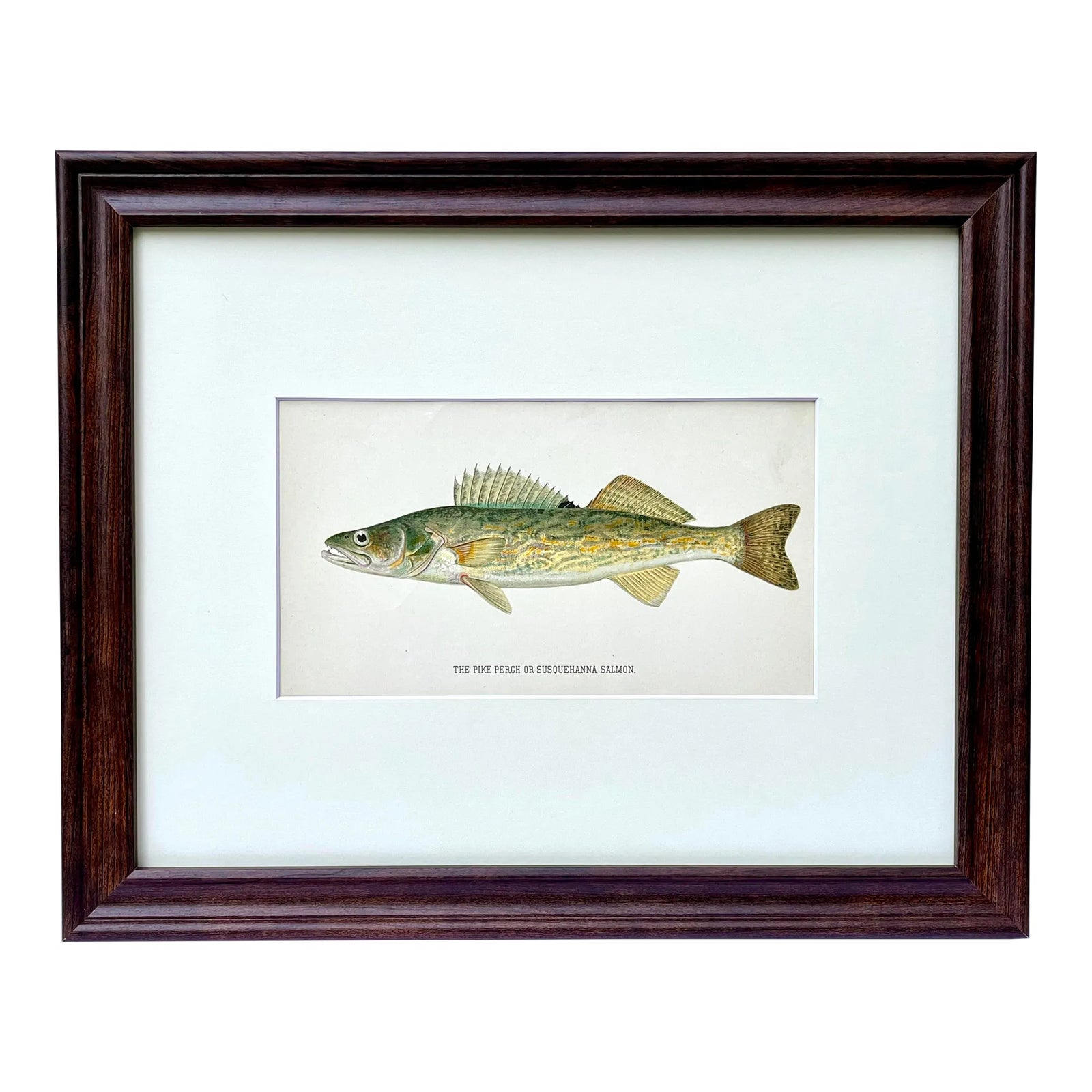 Original Antique Chromolithograph the Pike Perch or Susquehanna Salmon ...