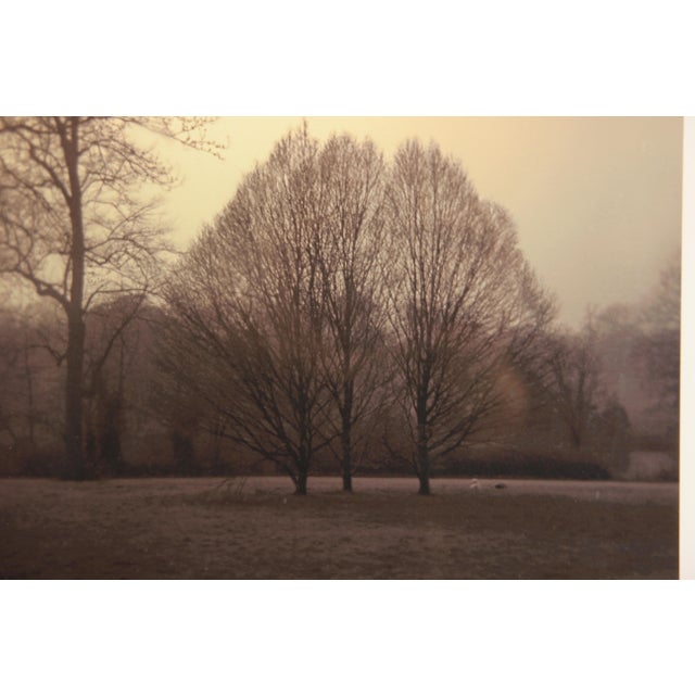Contemporary Landscape Photograph with Trees 21st Century | Chairish