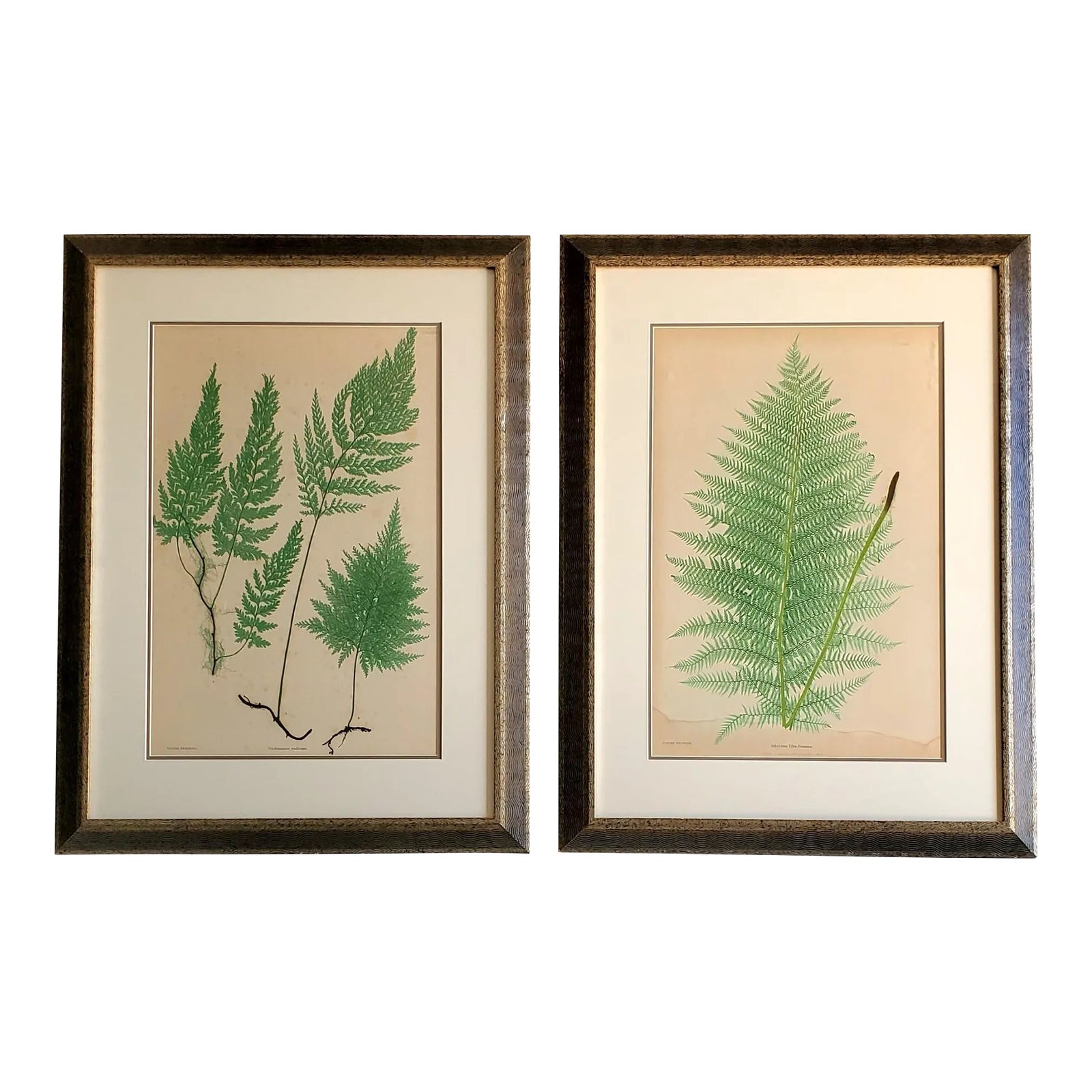 Set of Two 19th Century English Victorian Nature Printed Ferns in ...