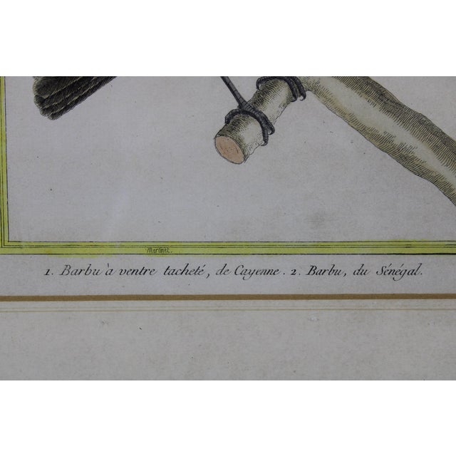 18th Century Antique French Francois Martinet Colored Tropical Bird ...