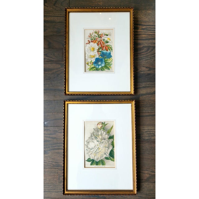 Pair of Gold Framed 1895 Antique Original Botanical Chromolithograph ...