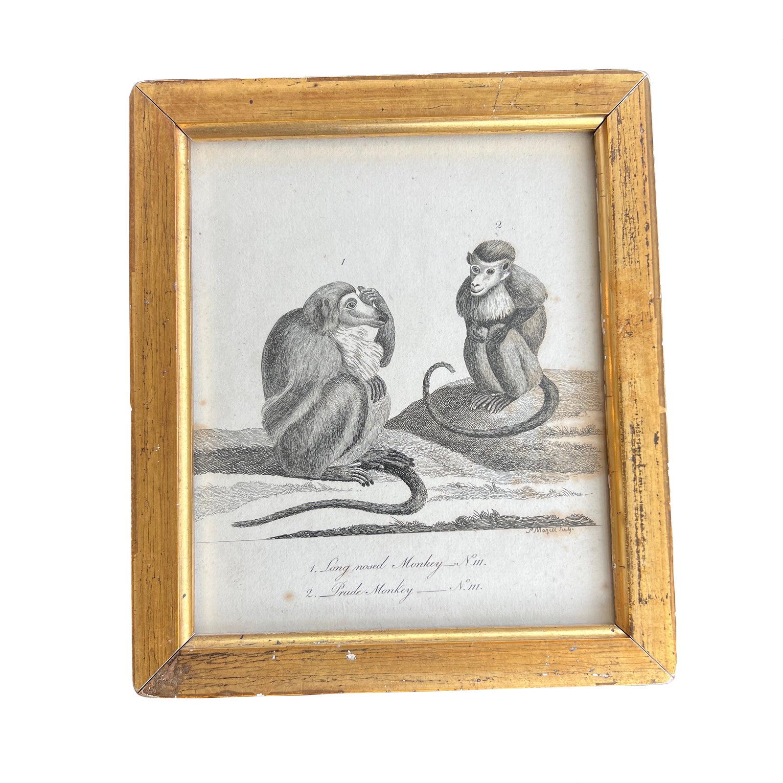 Antique Late 1800s Monkey Print With Lemon Gold Frame | Chairish