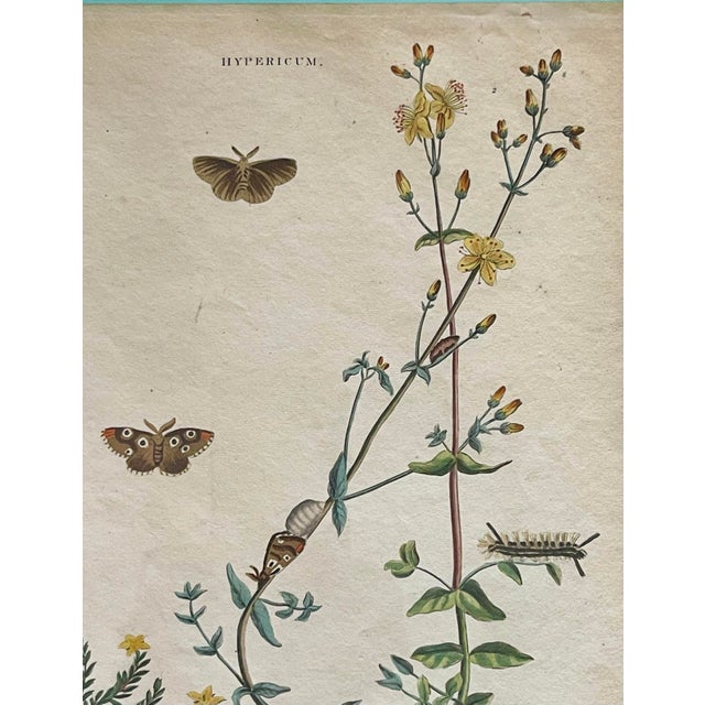 Early 19th C. English Traditional Botanical Plate in Silver Gilt Frame ...