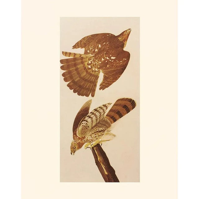 1966 Stanley Hawk After John James Audubon, Cottage Style Print | Chairish