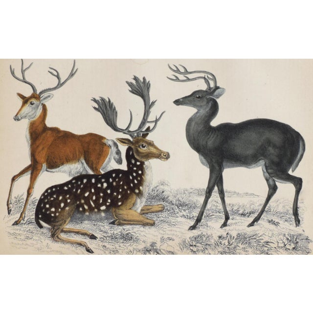 19th Century Antique English Hand Colored Deer Engraving by Goldsmith ...