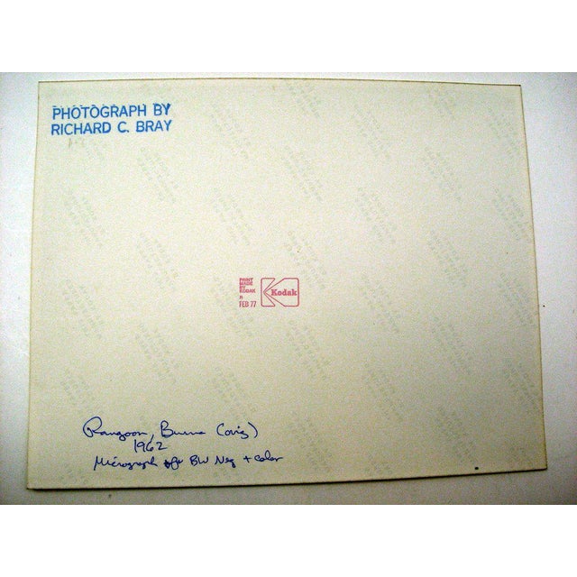 1962 Richard C. Bray Rangoon Burma Micrograph Technique Photograph ...