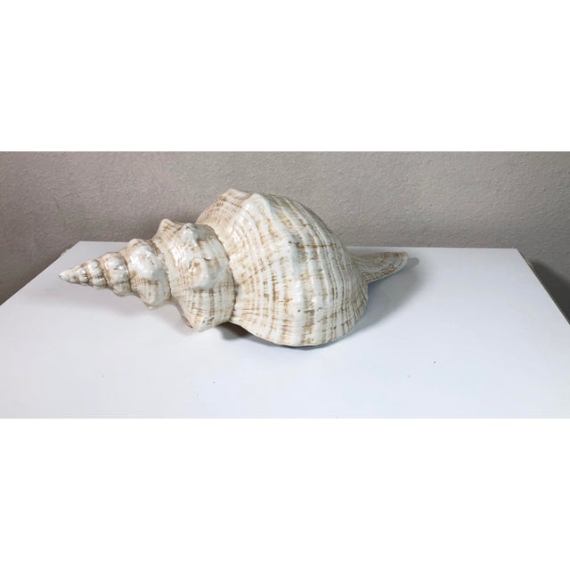 Vintage Decorative Conch Shell | Chairish