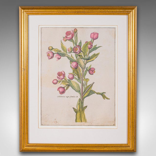 1990's Set of 4 Vintage Botanical Prints | Chairish