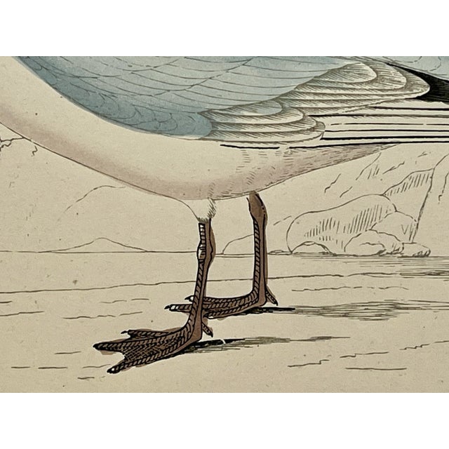 Antique Hand Colored Bird Print Showcasing a Majestic Masked Gull ...